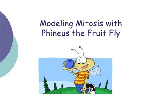 Modeling Mitosis With Phineus The Fruit Fly