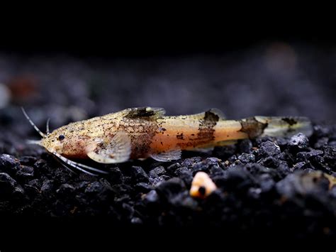 Burmese Marble Catfish Akysis Prashadi Aquatic Arts