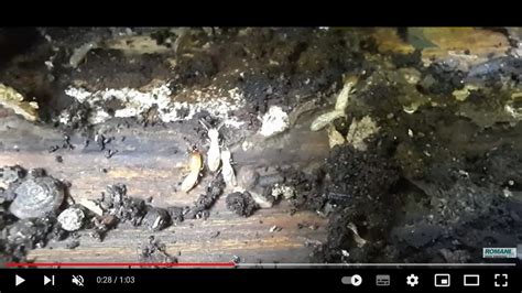 Le Termiti Sotterranee Le Termiti Del Legno