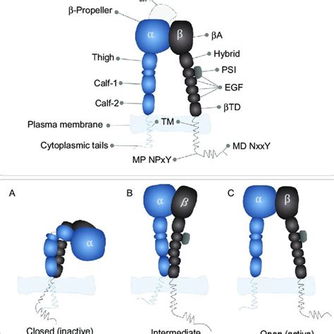 4 Integrin Structure And Domains Integrin Is A Heterodimer Consisting