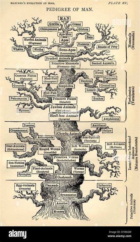 Darwin Tree Of Life Obsolete