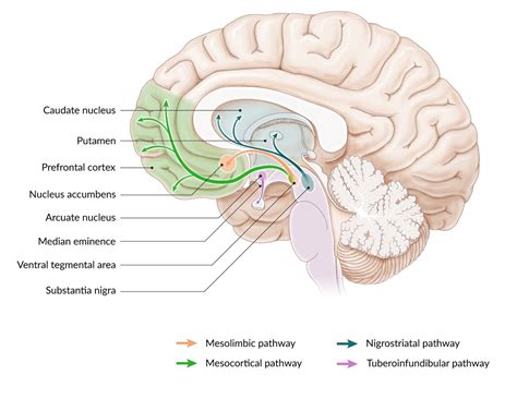 Cerebral Cortex Blank Diagram