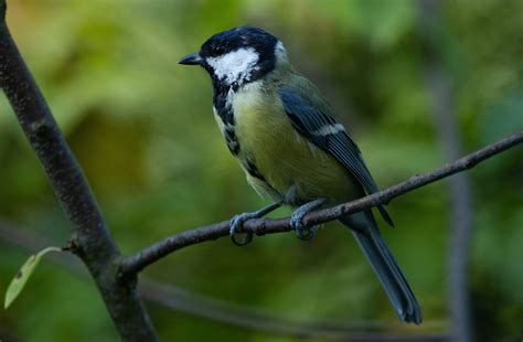 새 조류학 젖꼭지 Pixabay의 무료 사진 Pixabay