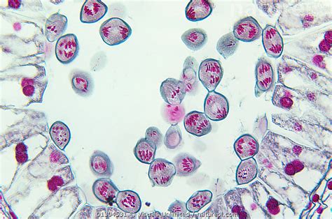 Anther Cross Section