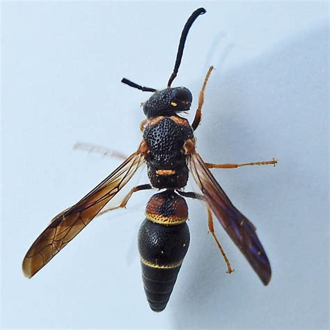 Mason Wasp Parancistrocerus Histrio Bugguide Net