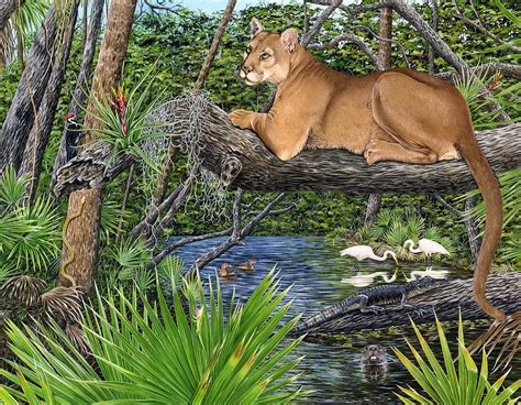 Florida Panther In Habitat Painting By Dawn Witherington Pixels