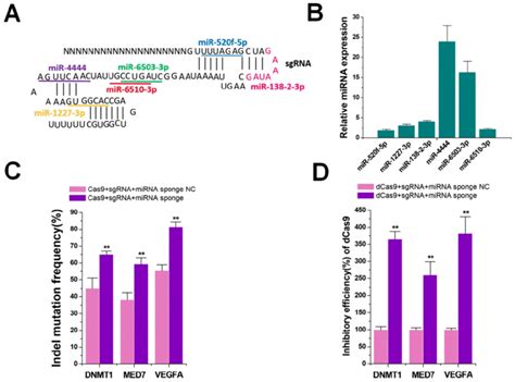 Enhanced On Target Efficiency By Mirna Sponges A Binding Sequences