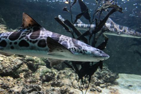 Leopard Shark Triakis Semifasciata Complete Care Guide Reeflings