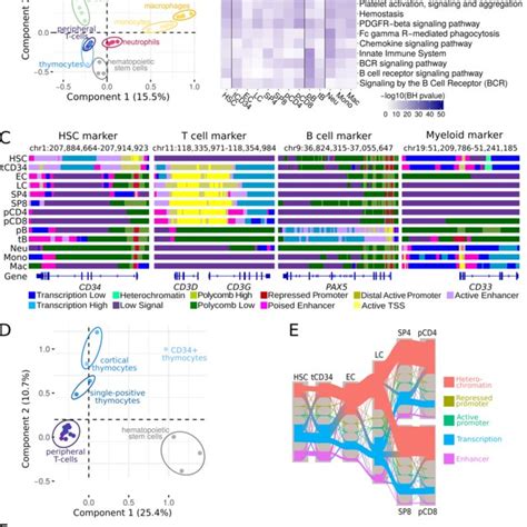 Major Human T Cell Differentiation Stages A Schematic Representation Download Scientific