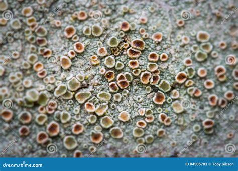 Fruticose Lichen Under Microscope