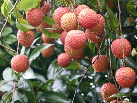 广西灵山桂味荔枝 灵山桂味荔枝 广西灵山县荔枝 第17页 大山谷图库