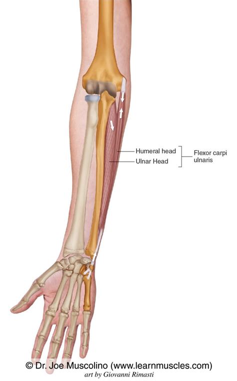 Flexor Carpi Ulnaris Learn Muscles