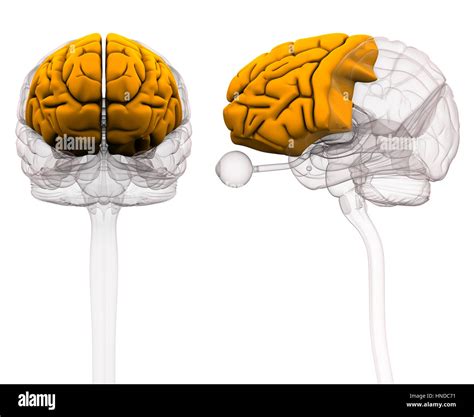 Brain Illustration Frontal