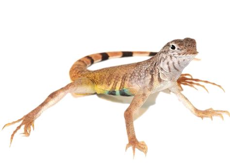 Zebra Tailed Lizard For Sale Rept Marts