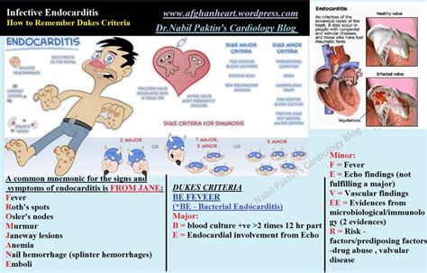Infective Endocarditis Basic And Clinical Medical Knowledge