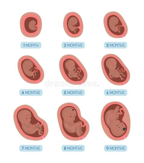 Pregnancy Month Weeks And Trimesters Chart With Stages Of Embryo