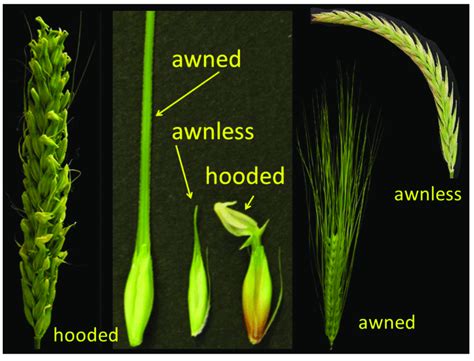 Stockford Barley Hordeum Vulgare Great Basin Seed