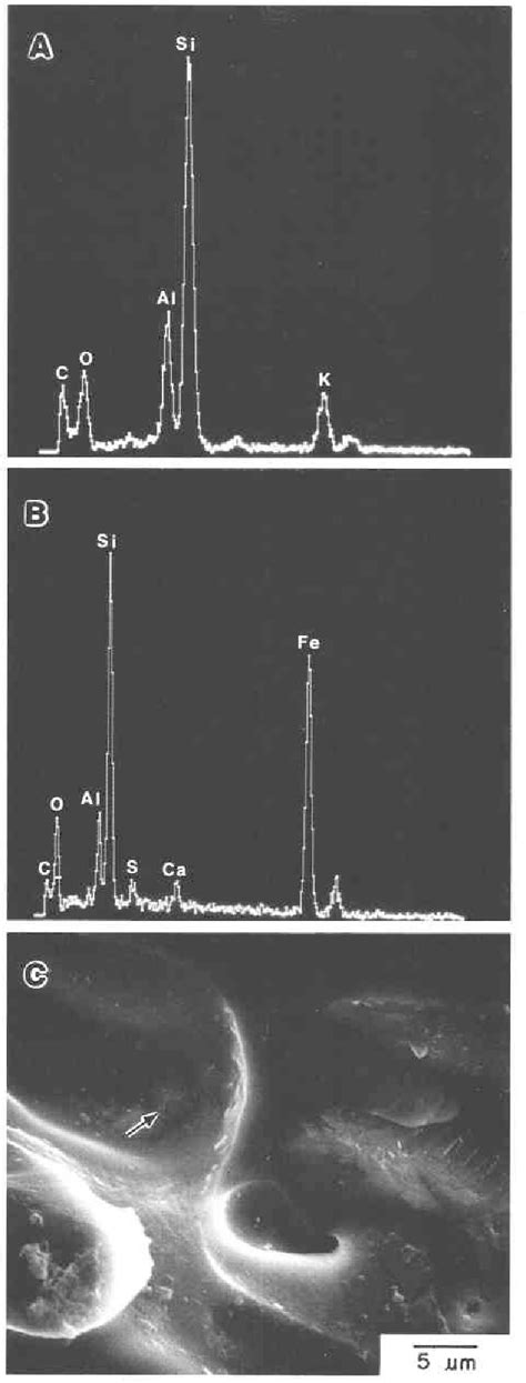Figure 4 From Silicon Carbide Cluster Entrapped In A Diamond From Fuxian China Semantic Scholar