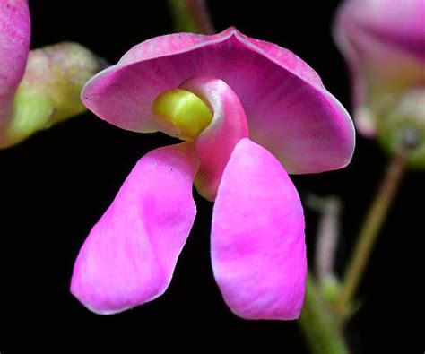 Phaseolus Polystachios Page