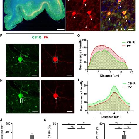 Co Localization Of CB R And PV In Area A The Representative