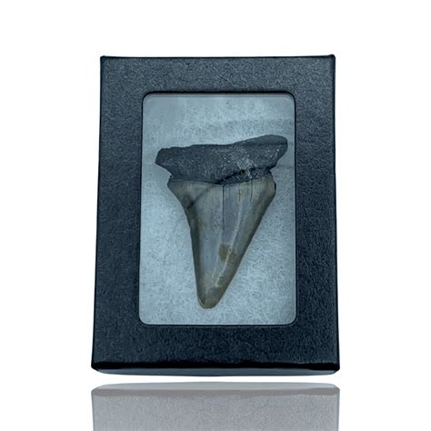 Broad Tooth Mako Shark Tooth In Display Box North Carolina Coast