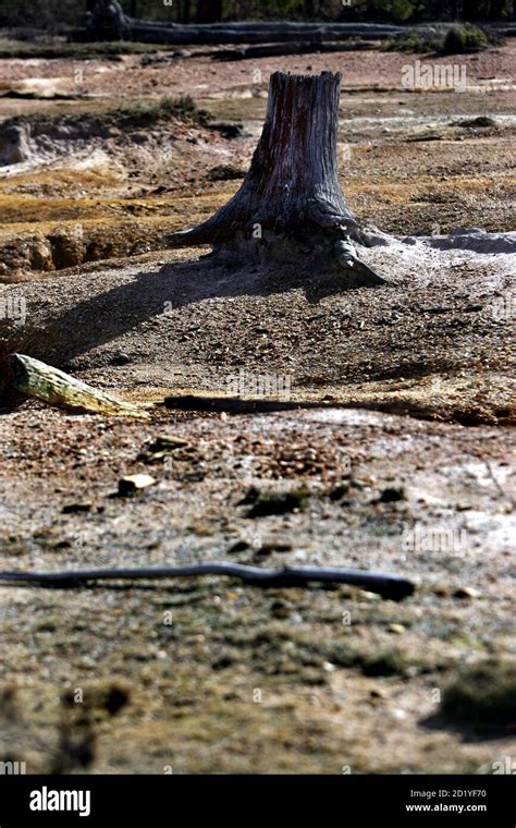 Tree Stump And Feature Hi Res Stock Photography And Images Alamy