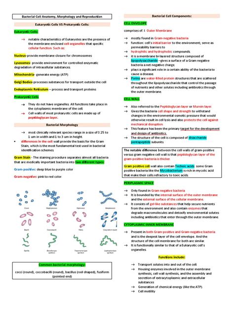 Bacterial Cell Anatomy Pdf Bacteria Cell Biology