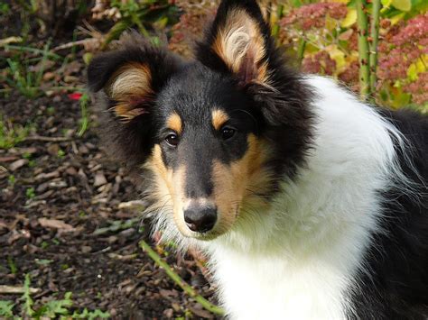 Tri Colored Collie