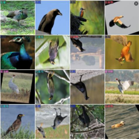 人工智能 基于yolov8的鸟类智能识别系统设计与实现 个人文章 Segmentfault 思否