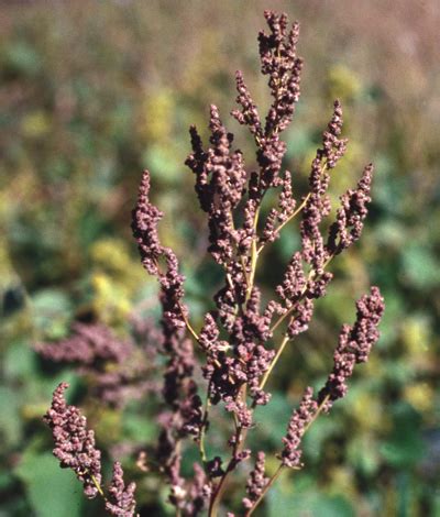 Common Lambsquarters Integrated Pest Management