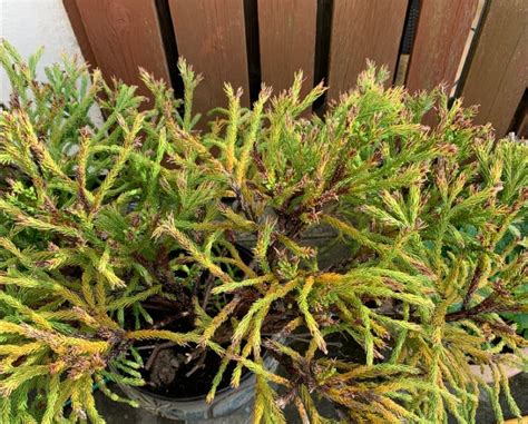 What Do I Do About Japanese Cedar Root Rot