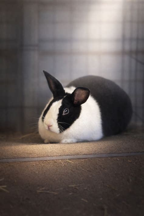 Browse Available Bunnies Paisleys Bunny Rescue