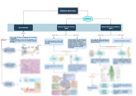 SOLUTION Mapa Conceptual Del Sistema Nervioso Studypool