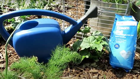 Why Adding Epsom Salt Will Help Your Cucumbers Thrive
