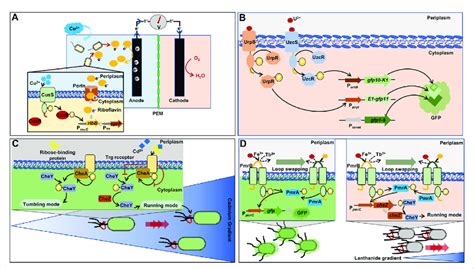 Representative Synthetic Biology Approaches For Two Component Download Scientific Diagram