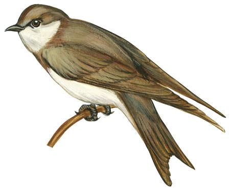 Stock Illustration Bank Swallow Riparia Riparia Riparia