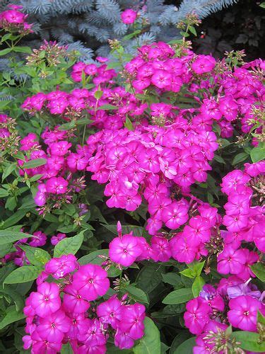 Volcano Ruby Phlox Anthony Tesselaar Plants