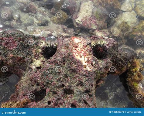 Echinoids Commonly Known As Sea Urchins Are A Class Of The Echinoderm