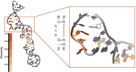 Transcriptome Wide Probing Reveals Rna Thermometers That Regulate Translation Of Glycerol