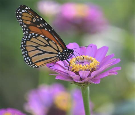 The New Usda Hardiness Zone Map Is Out Hubpages