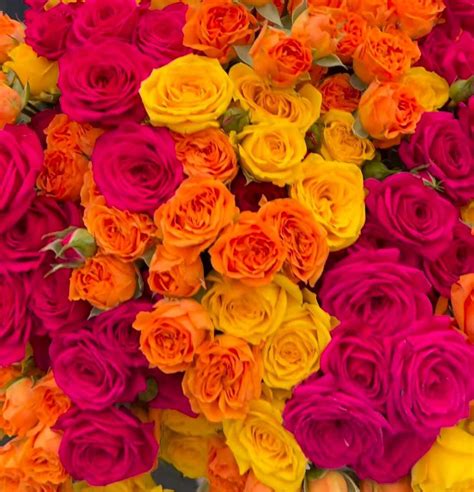 Assorted Mix Spray Roses Fresh Flowers Online And Wholesale Roses Buy