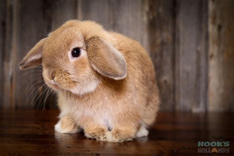 Hooks Hollands Holland Lop Bucks Ohio Holland Lops