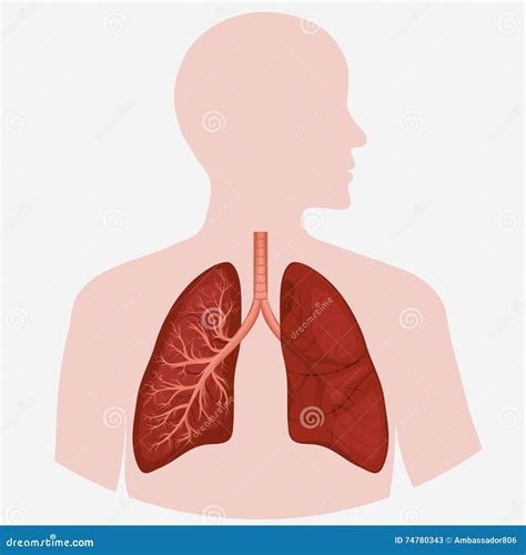 Human Lungs Anatomy