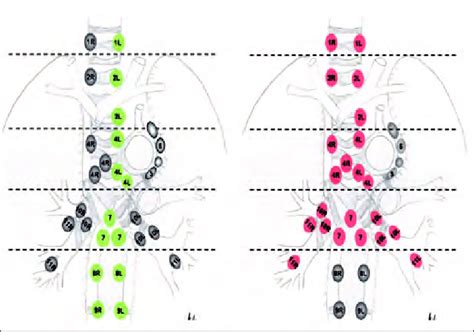 D Ganglios Linfáticos Regionales Download Scientific Diagram