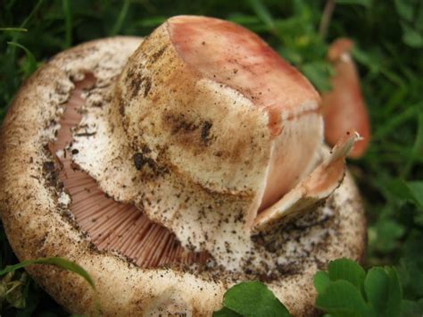 Mycoporn Agaricus Bernardii Salt Loving Mushroom Joe