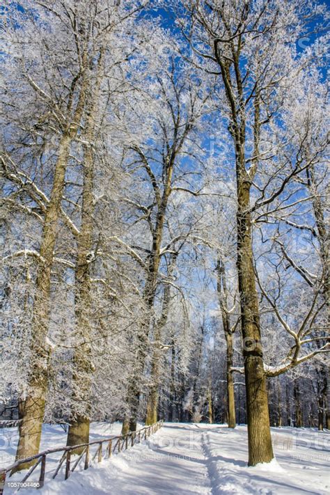 공원에서 아침 겨울 서리가 내린 풍경입니다 겨울 풍경입니다 가혹한 서 리 눈 덮인 나무 맑은 날씨입니다 아름 다운 겨울 계절 배경입니다 0명에 대한 스톡 사진 및 기타