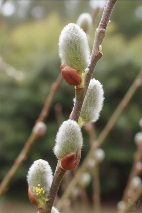 How To Grow Pussy Willows Complete Care Guide For Beginners