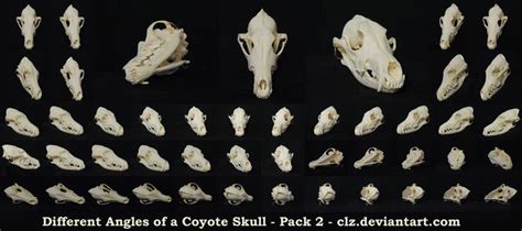 Coyote Skull Anatomy