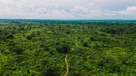 The Congo Basin Five Rainforest Facts Cool Earth
