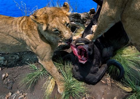 Is Captive Lion Hunting Really Helping To Save The Species National